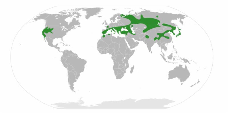 The Etymology of 'Peony'