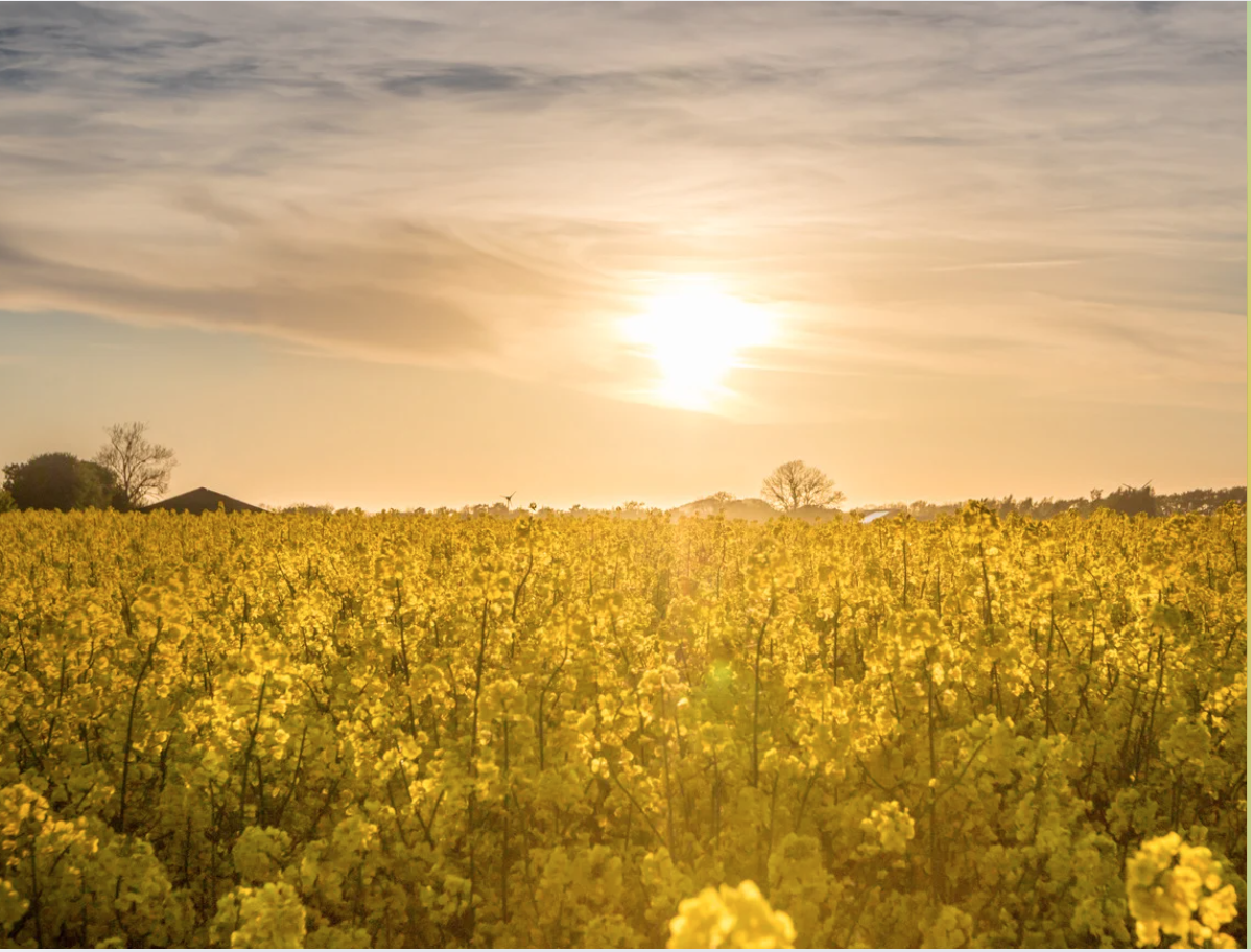 Late Summer Tuning 2025! Time to Harmonize with the Earth Element