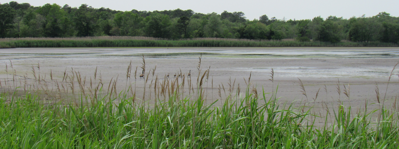 Do You Know How to Identify a Wetland?