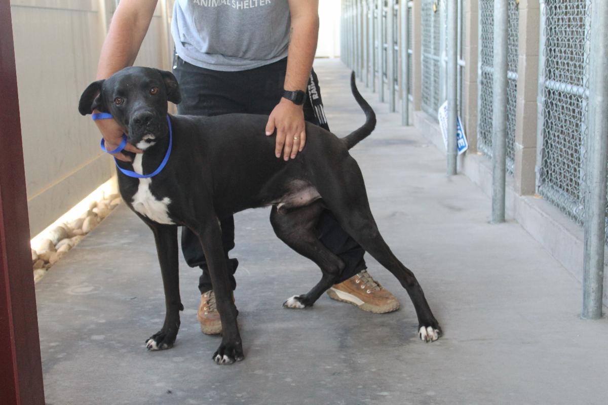 URGENT LIST: Dogs in Need of Rescue Placement by Saturday, June 28th