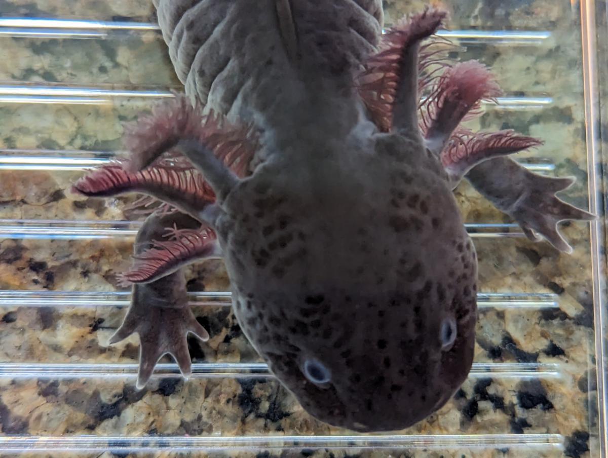 2 MALE and 1 FEMALE MEL Axanthic Axolotls available.