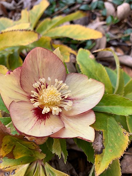 February Garden Thyme