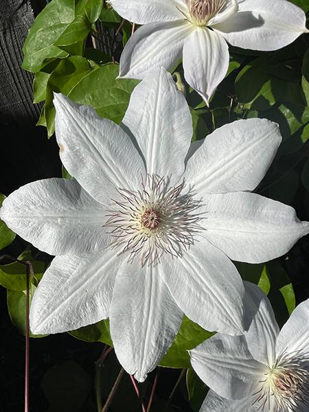 February Garden Thyme
