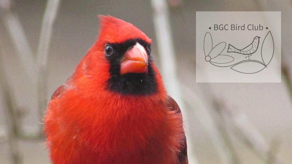 BGC Bird Club Newsletter