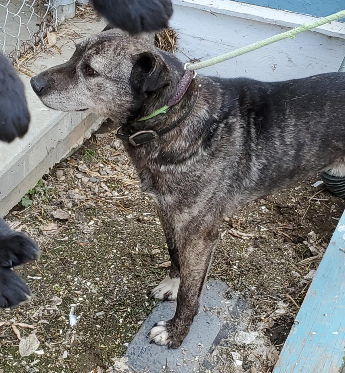 AnimalConnect: Alberta SPCA Newsletter