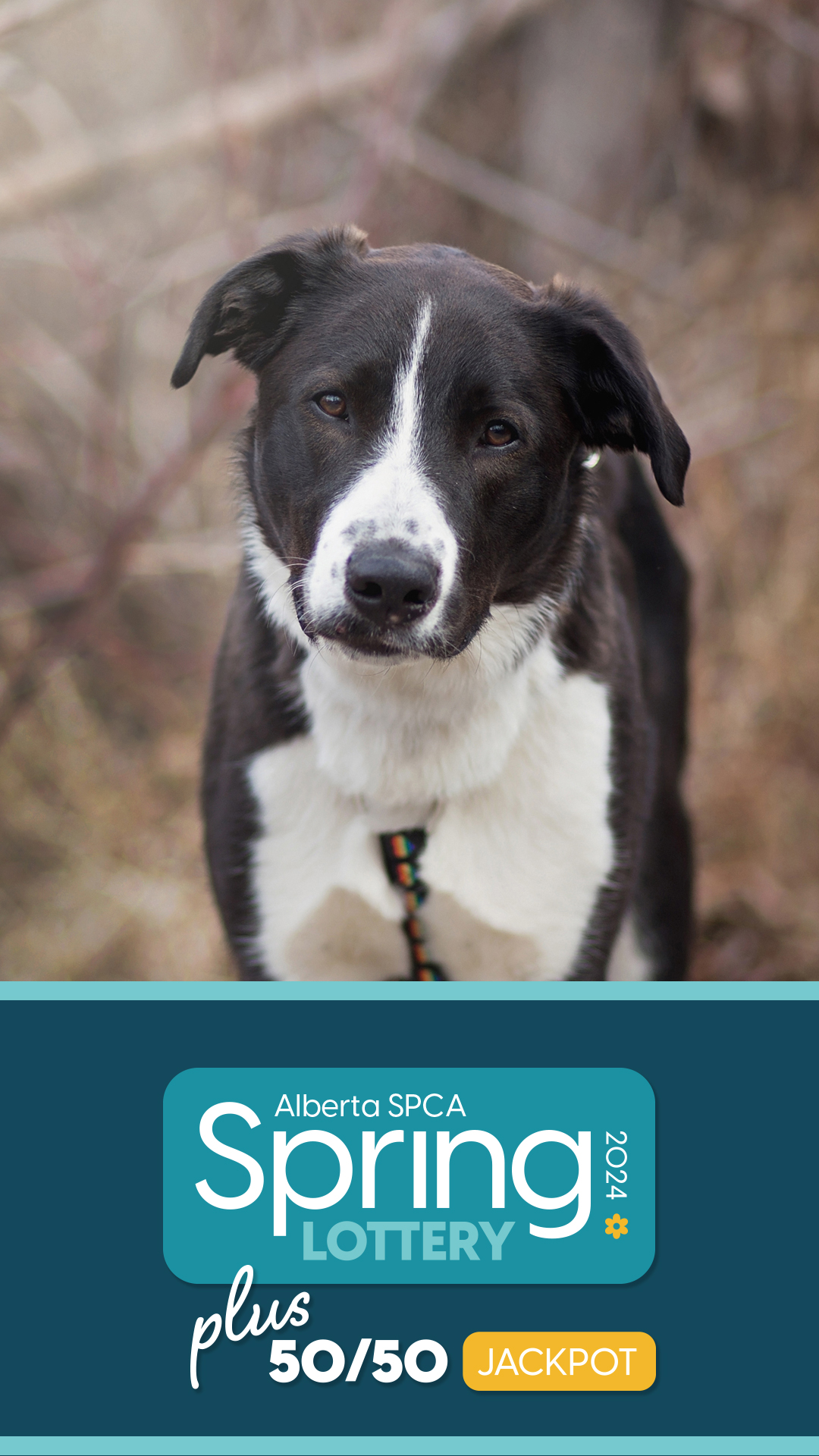 Alberta SPCA 2024 SPRING CASH LOTTERY & 50/50 Raffle Tickets ON SALE NOW!