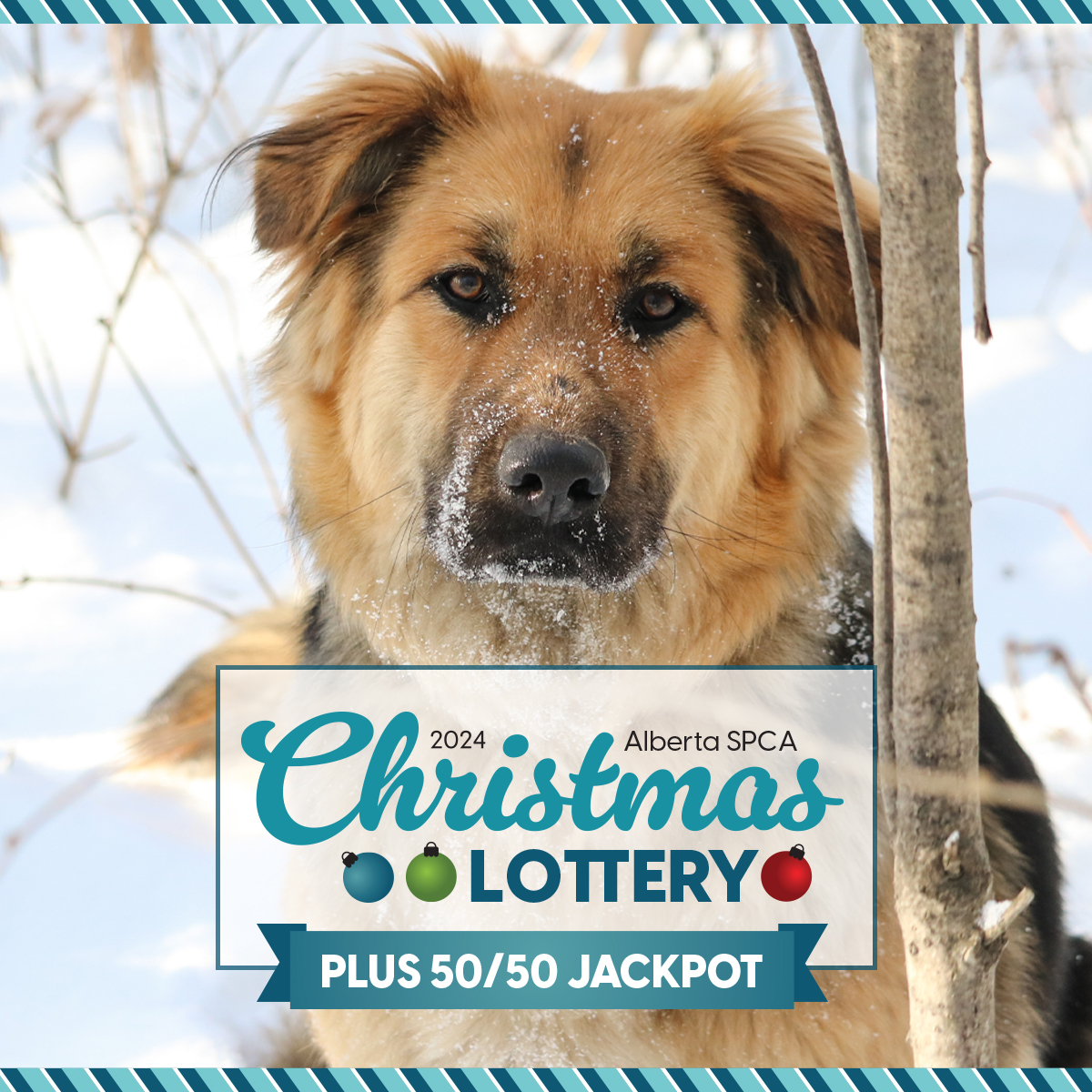 AnimalKind: Alberta SPCA Newsletter