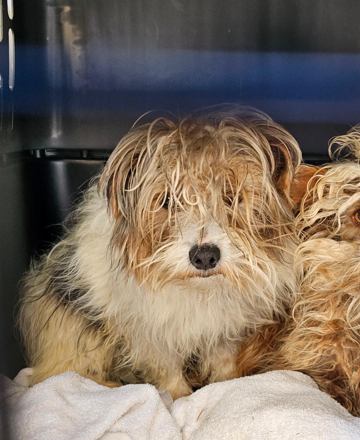 Alberta SPCA Animal Heroes Lottery Starts Today