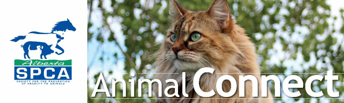 AnimalConnect: Alberta SPCA Newsletter