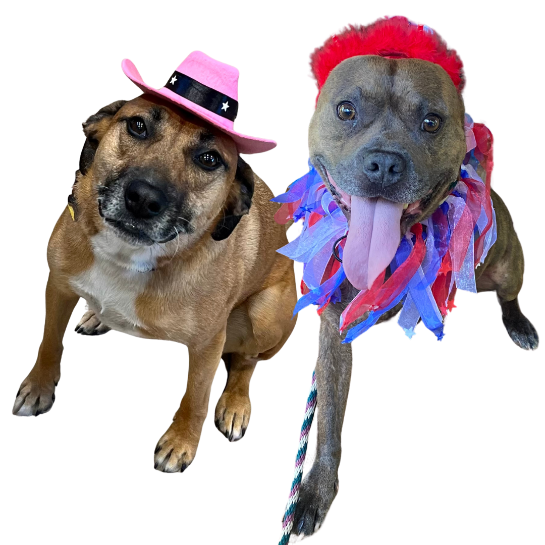 Paws for a Cause: Attendee Information