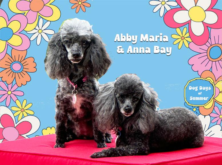 Florida Poodle Rescue News for August 2023