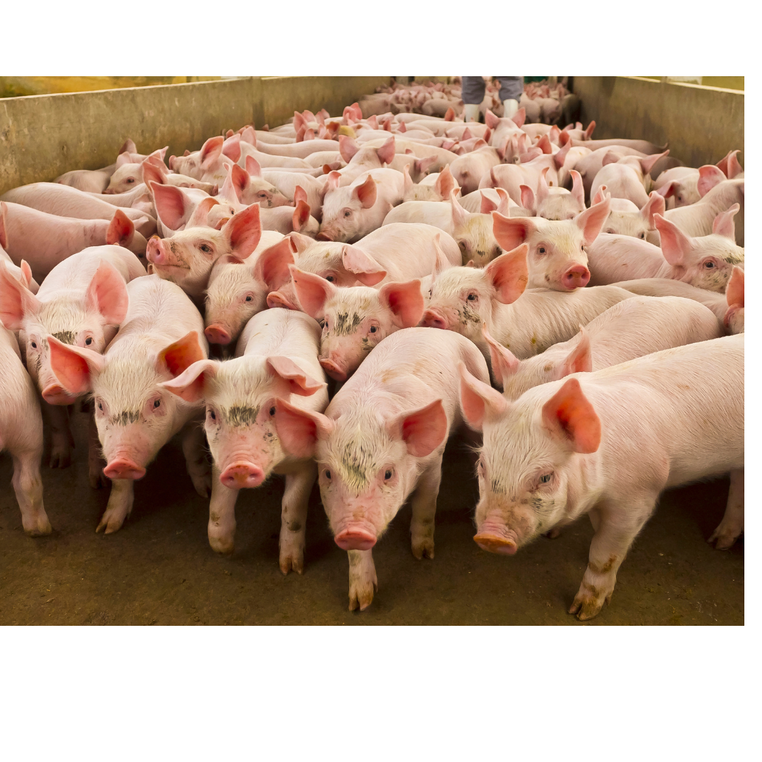 January 13 IVMA Communiqué