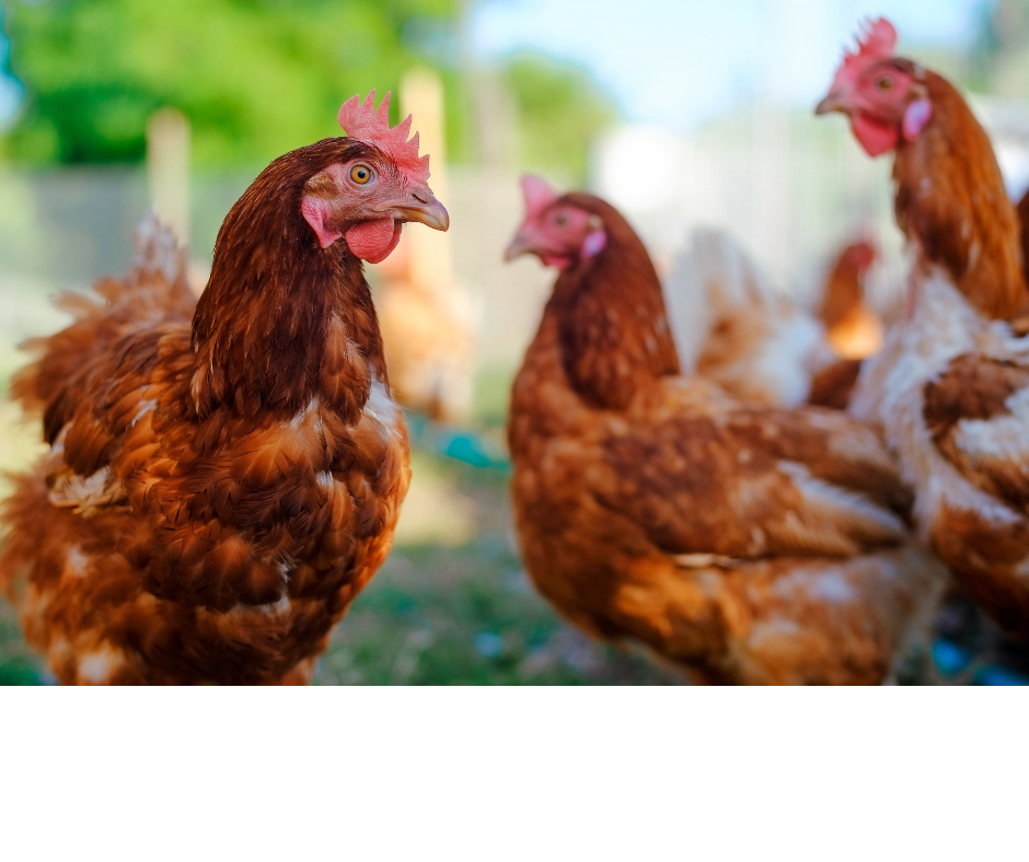 January 13 IVMA Communiqué