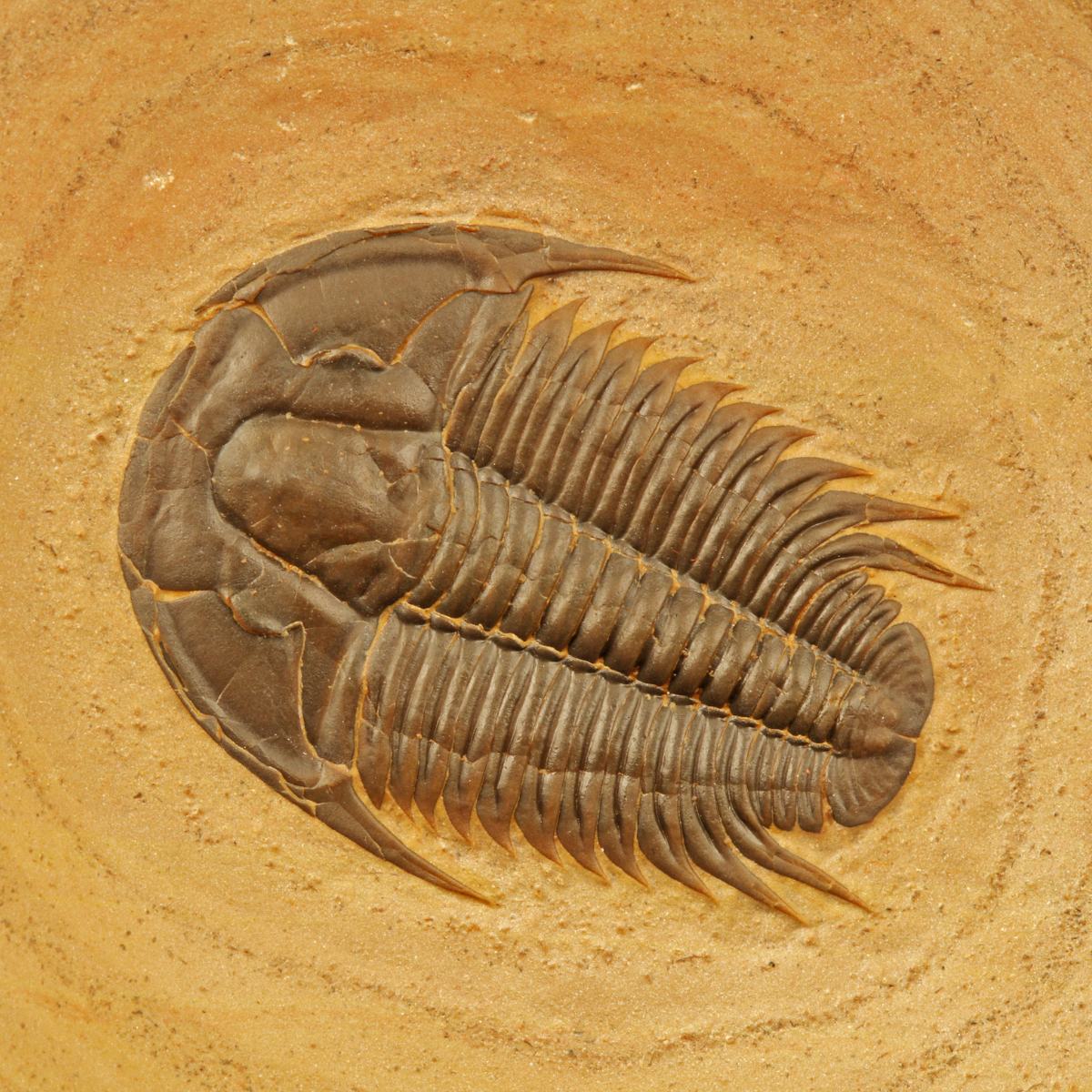 Reminder: ️ Winter Break Fun at the Nature Center—Every Day!