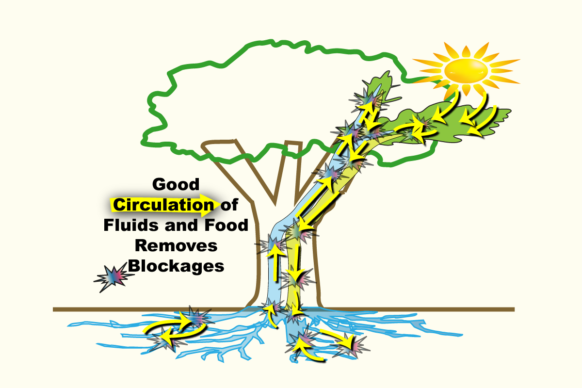 Tree 🌳 Lovers: Sneak Peak into our talk! Help trees overcome climate ...