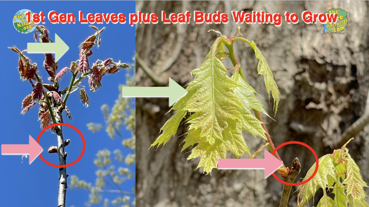 Tree 🌳 Lovers: Sneak Peak into our talk! Help trees overcome climate ...