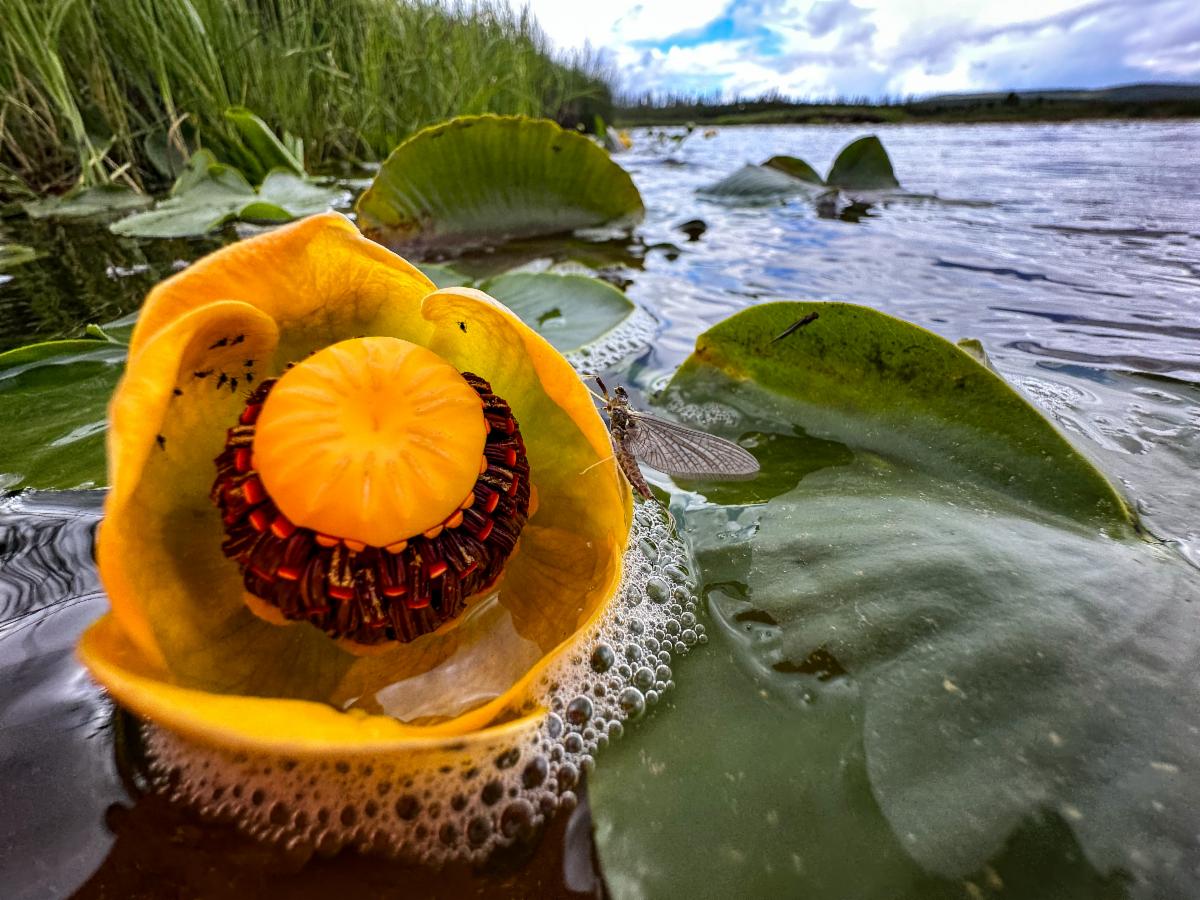 News from Blue Ribbon Flies