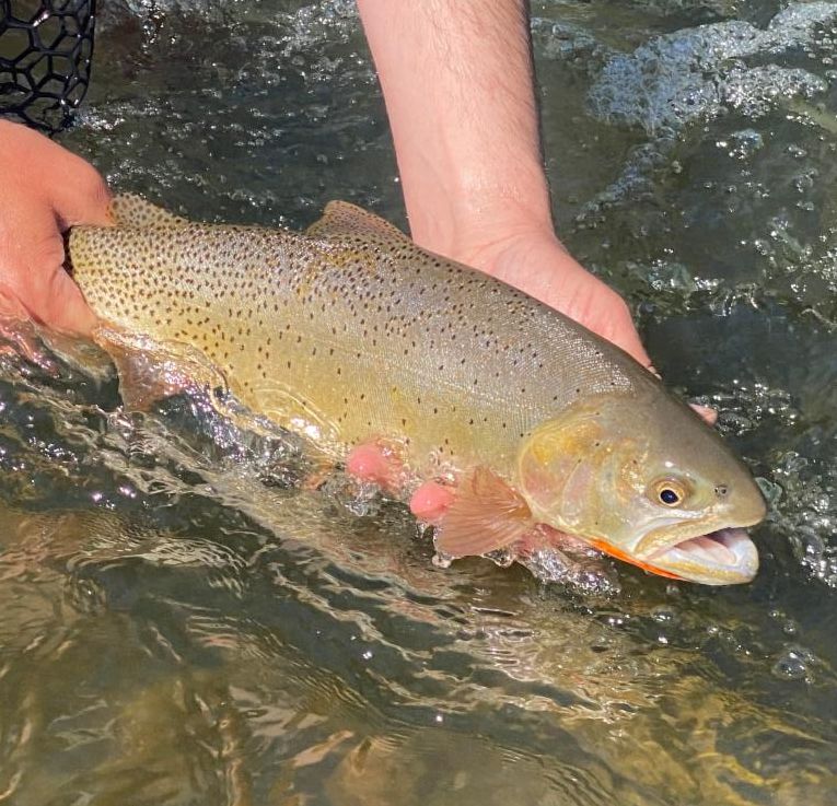 News from Blue Ribbon Flies