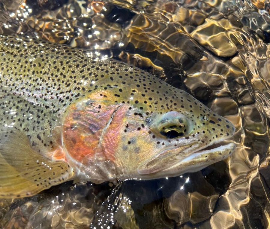 News from Blue Ribbon Flies