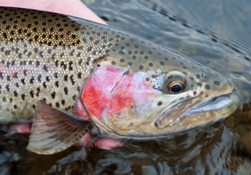 News from Blue Ribbon Flies