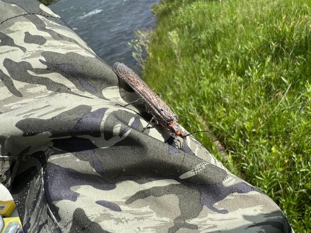 News from Blue Ribbon Flies