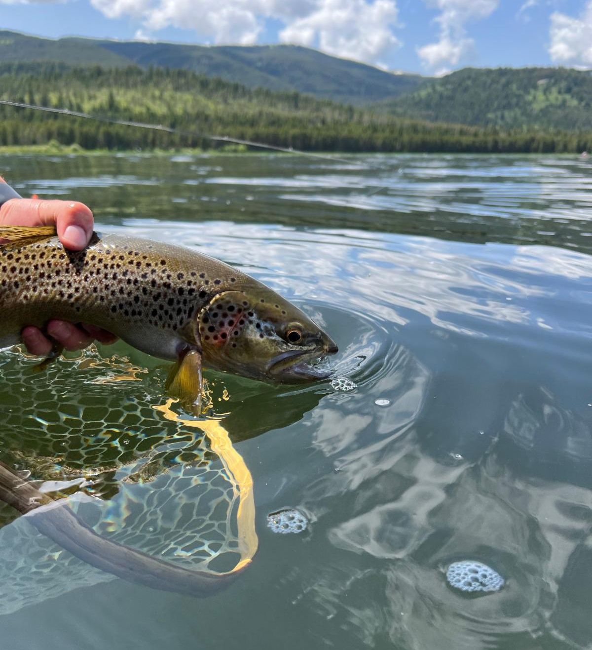 News from Blue Ribbon Flies