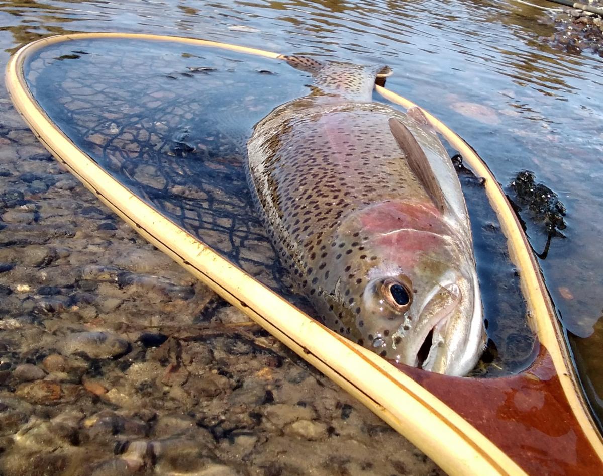 News from Blue Ribbon Flies