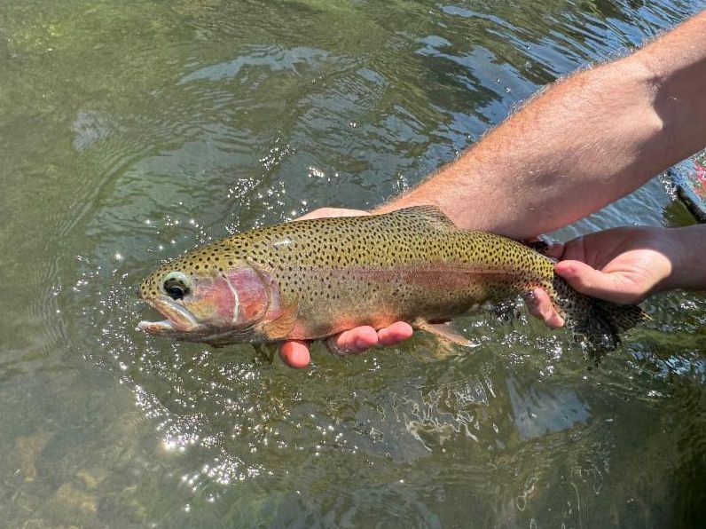 News from Blue Ribbon Flies