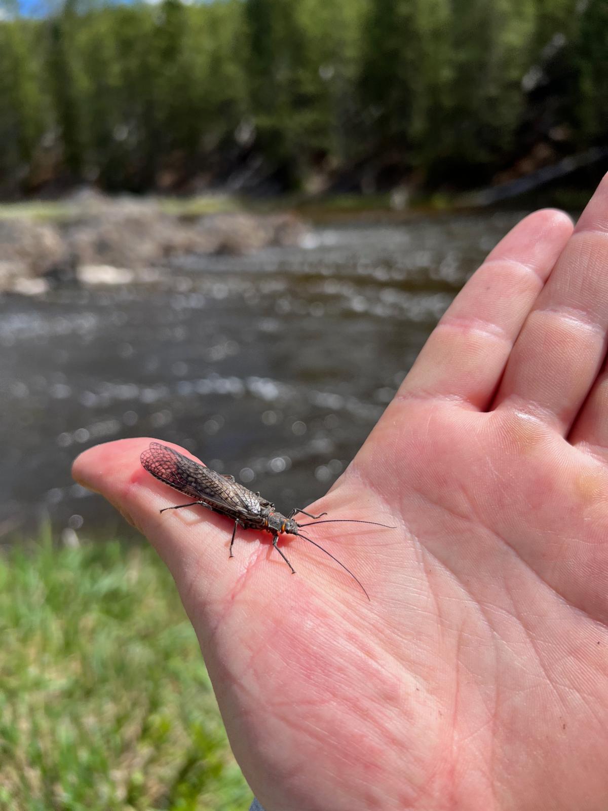 News from Blue Ribbon Flies