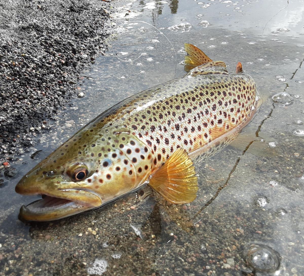 News from Blue Ribbon Flies