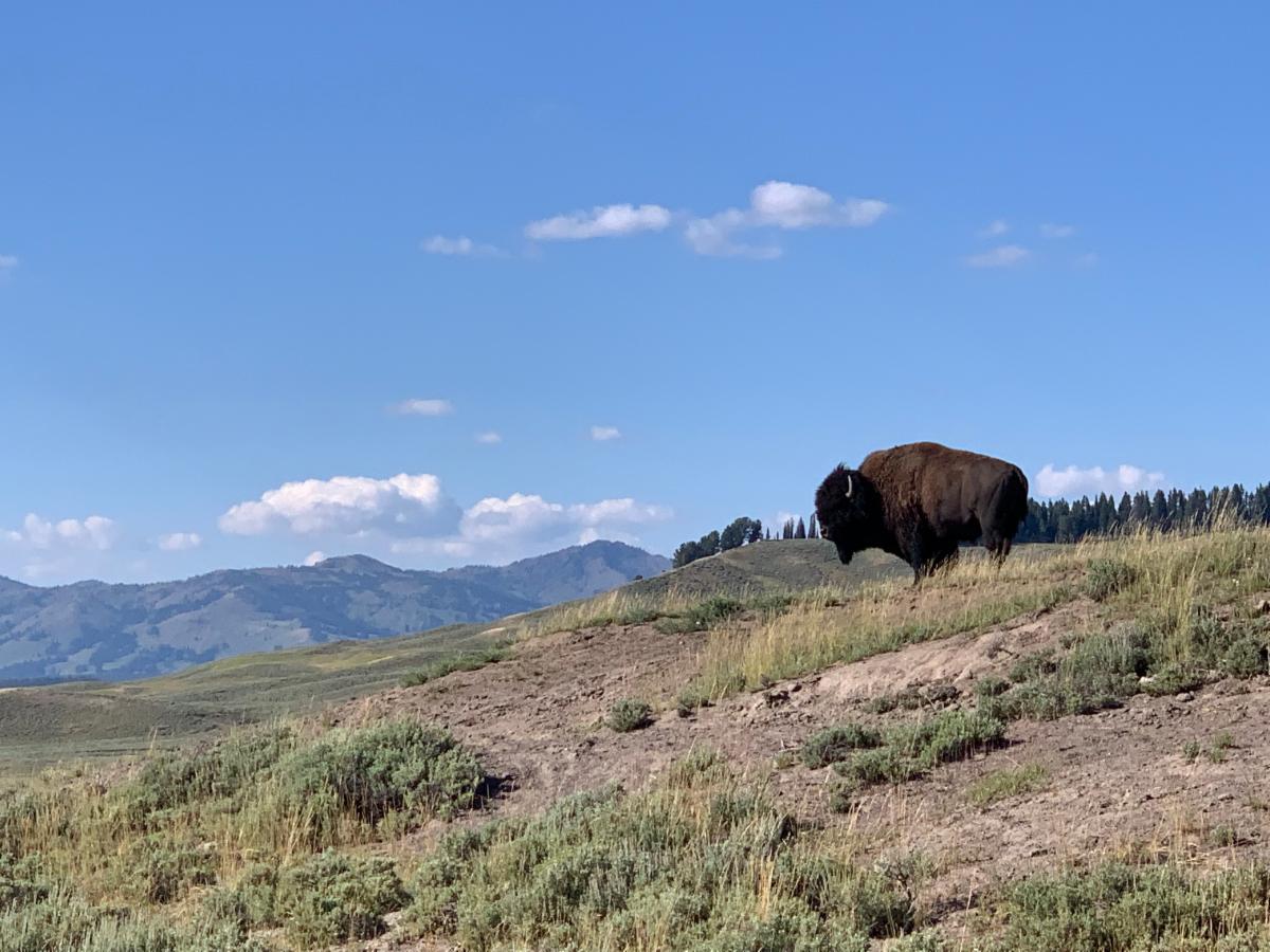 News from Blue Ribbon Flies