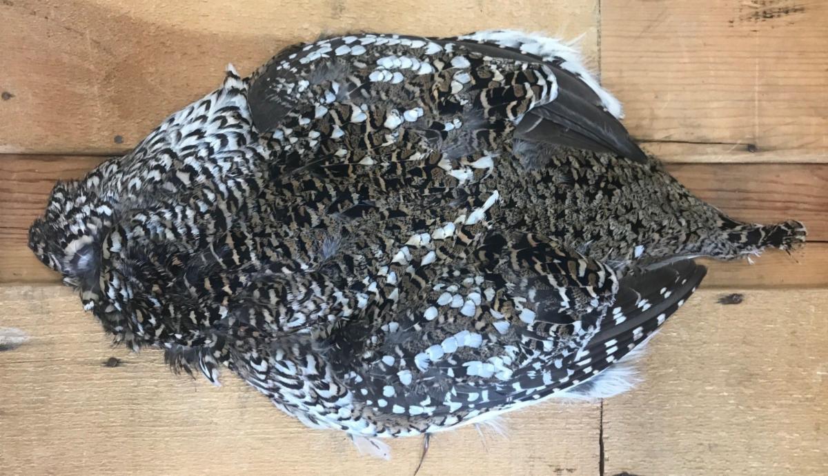 News from Blue Ribbon Flies