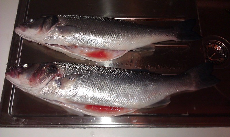 SHRIMP NOTE for April 25 & 26 BRANZINO; POMPANO; COOKED LOUISIANA ...