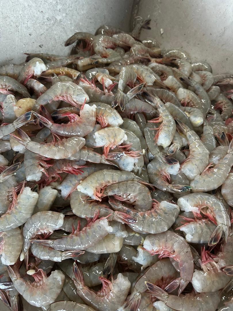 POMPANO; ARCTIC CHAR; AMERICAN RED SNAPPER; STRIPED BASS; SHEEPSHEAD ...