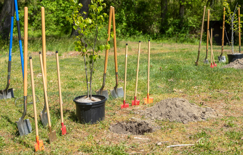 Thank You! -- Grants Available for Public Service, Trees -- Free Dino Show