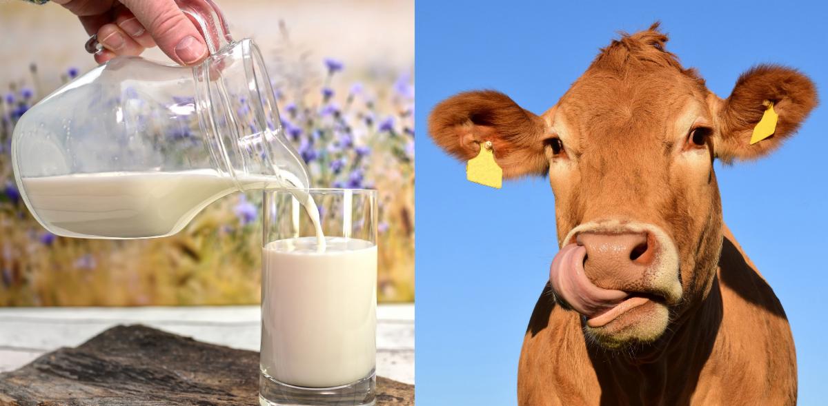 Investigating the DOL -- Buying Raw Milk -- Protecting Roadside Workers ...