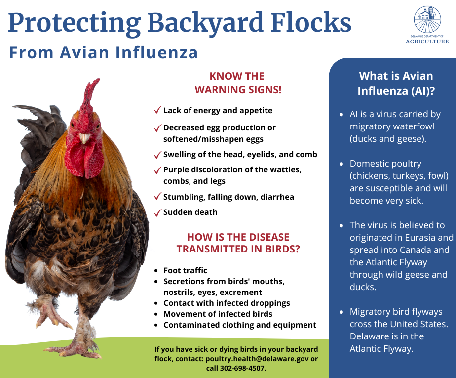 Scam Alert -- Avian Influenza -- Food Assistance -- More