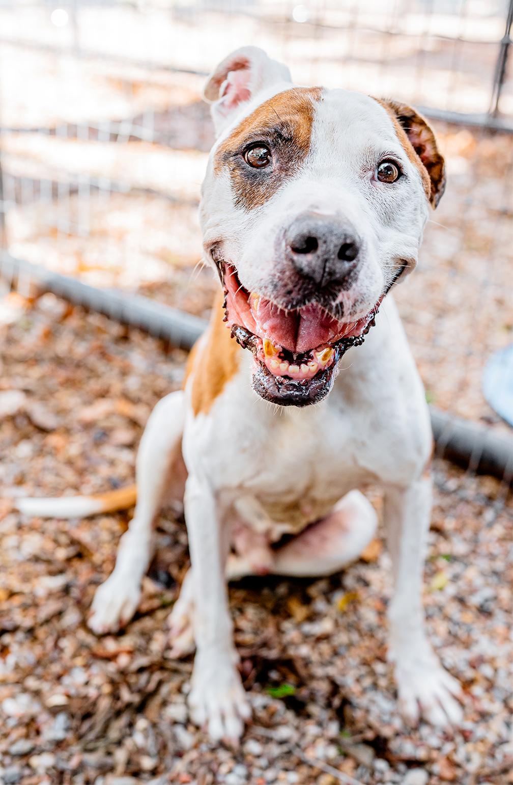 Grey Muzzle Grants Now Open!