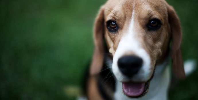 Do you have Adoption Ambassadors?