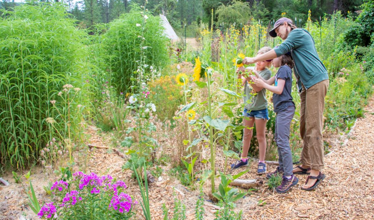 Sierra Harvest Gold Country Gleaning season!