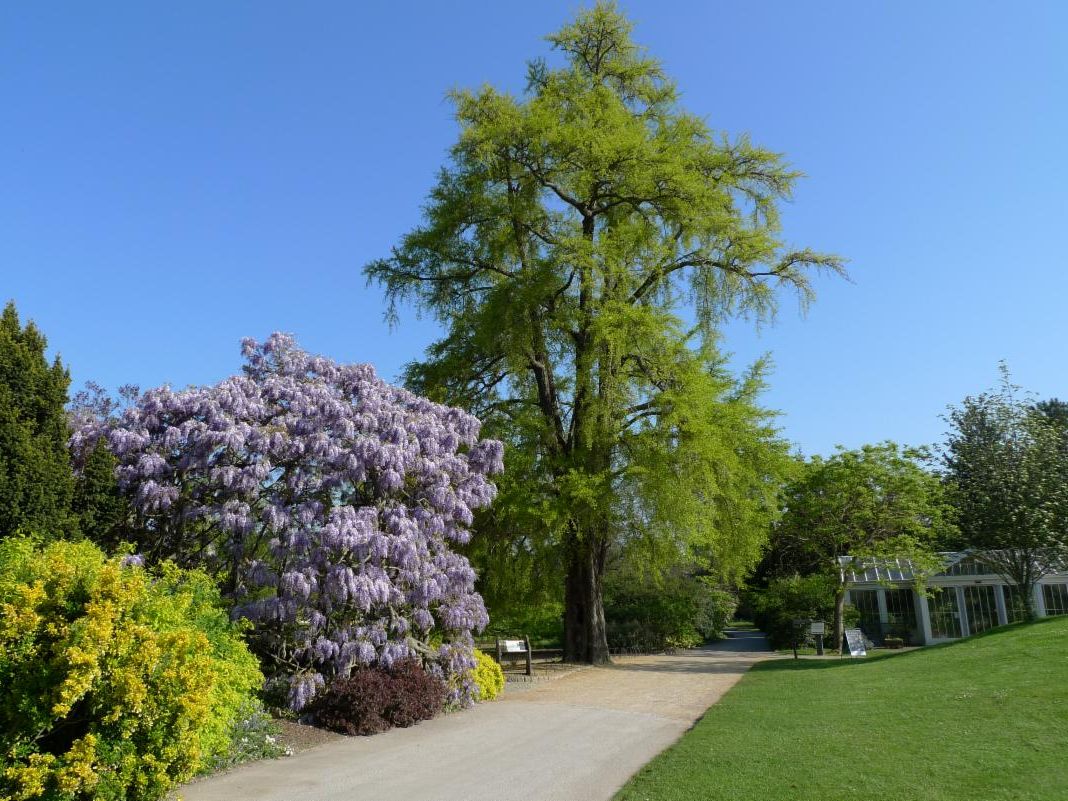 You’re invited! Azalea Tour & Special Event with Tony Kirkham, Kew Gardens