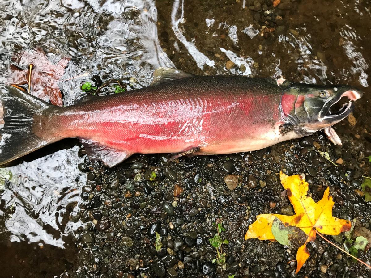 February Newsletter: Caldero, Coho, and Art Contest