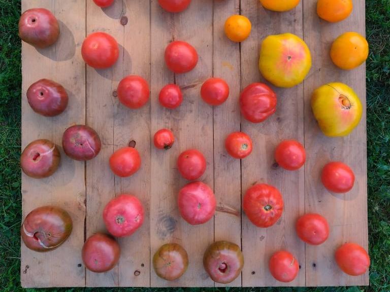 Certified Organic Bulk Tomatoes NOW AVAILABLE!