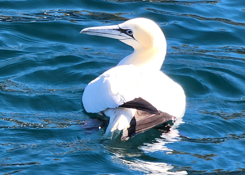 Baccalieu Tickle and Bay De Verde