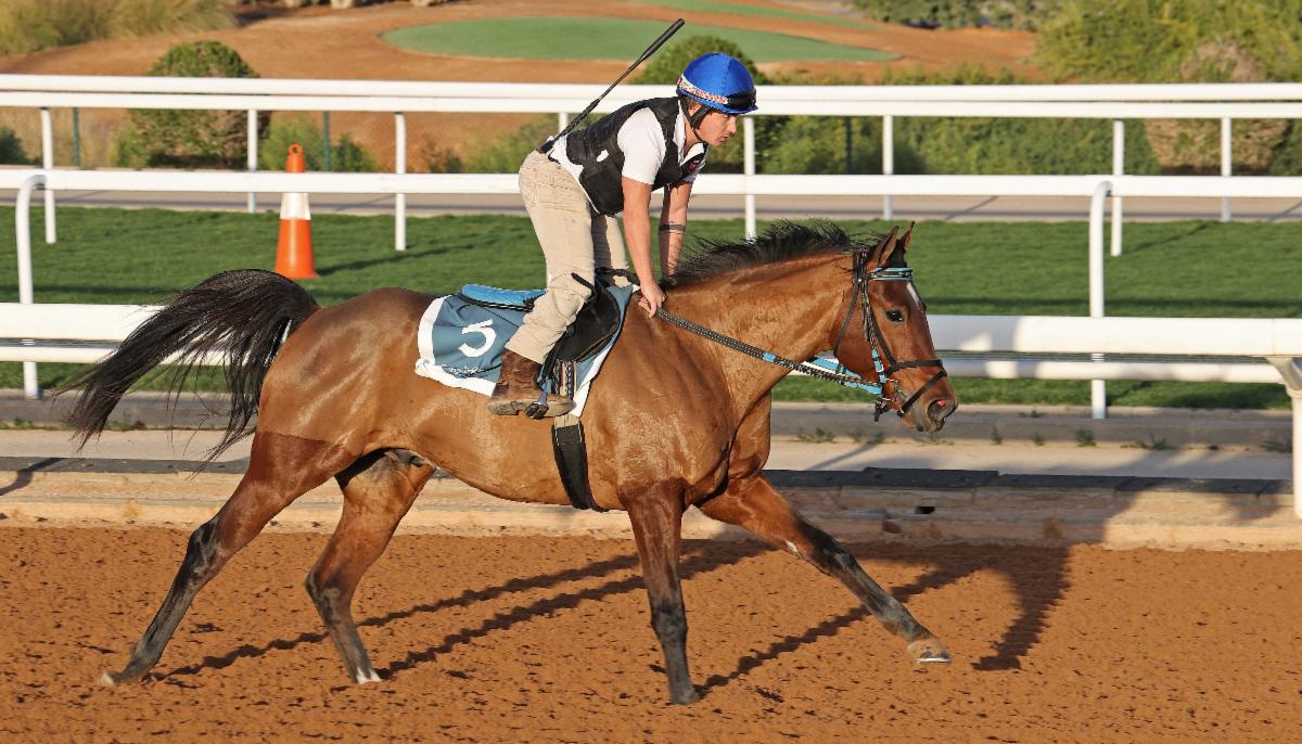 2024 Obaiyah Arabian Classic Preview