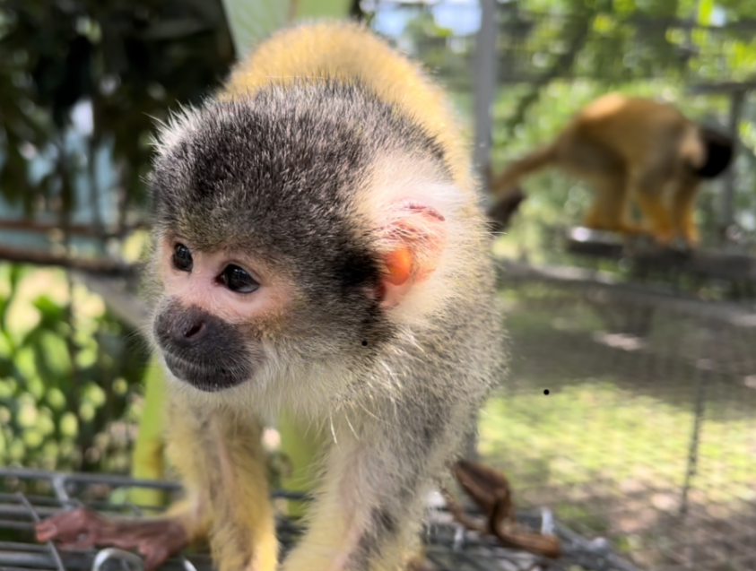 Happy Thanksgiving from Skotty, Carl and all the monkeys at Jungle ...