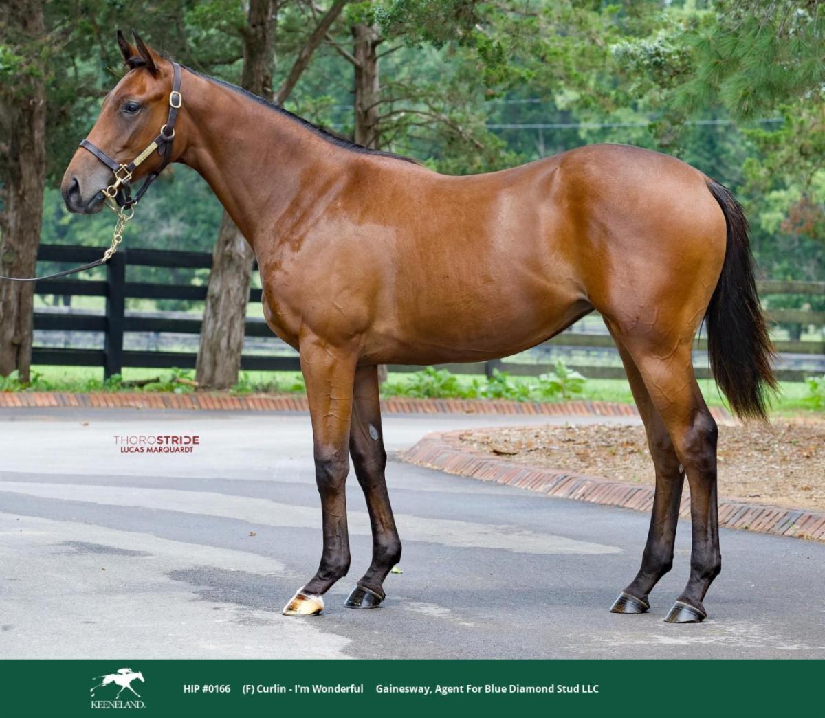 New Yearling Filly '22 CURLIN/I'M WONDERFUL!