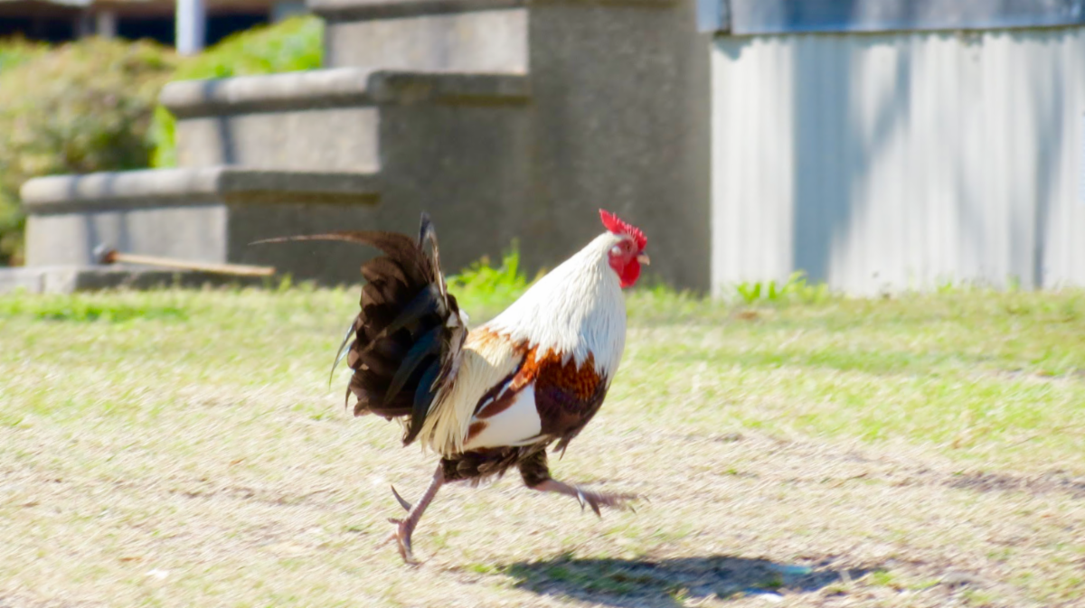 Fitzgerald Builds Big Chicken