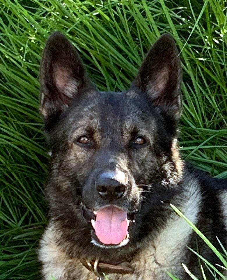 Welcome [allshepherdrescue.com]