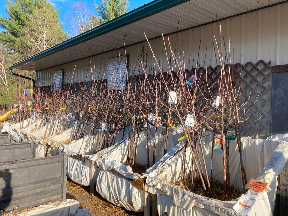 Hanson's Early Bird Perennial Sale Starts Tomorrow!